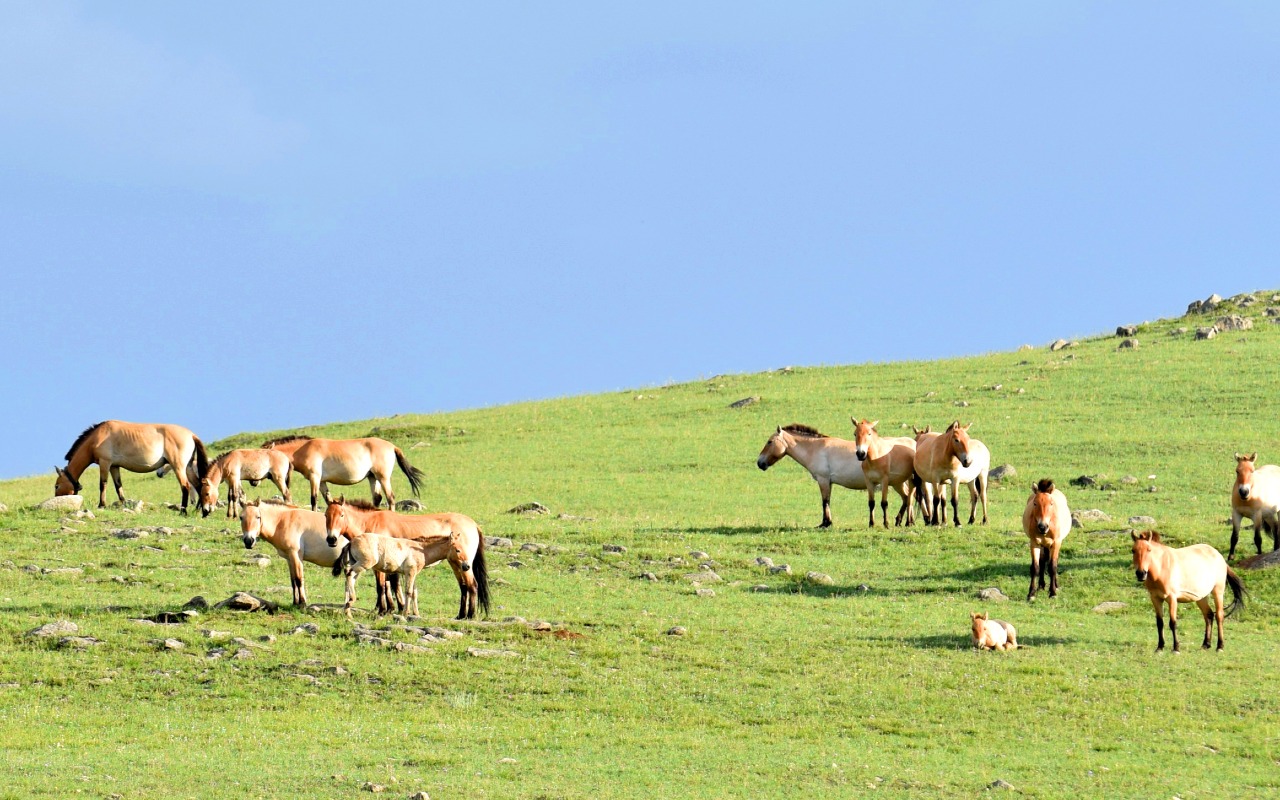Altai Eagle festival tour in Mongolia